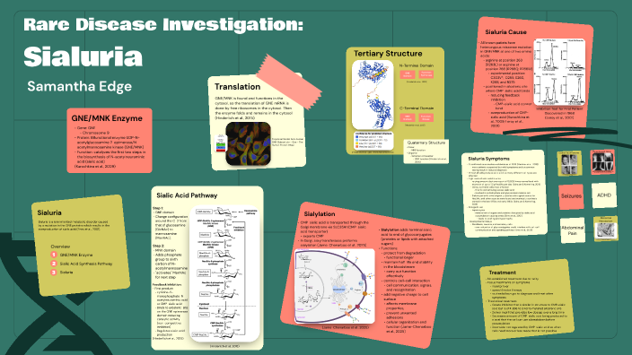 Rare Disease Investigation: Sialuria by Sam Edge on Prezi