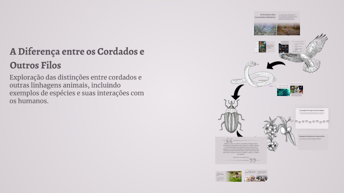 A Diferença entre os Cordados e Outros Filos by Rafael Claudio on Prezi