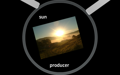 food webs and food chains by Hunter Bussey