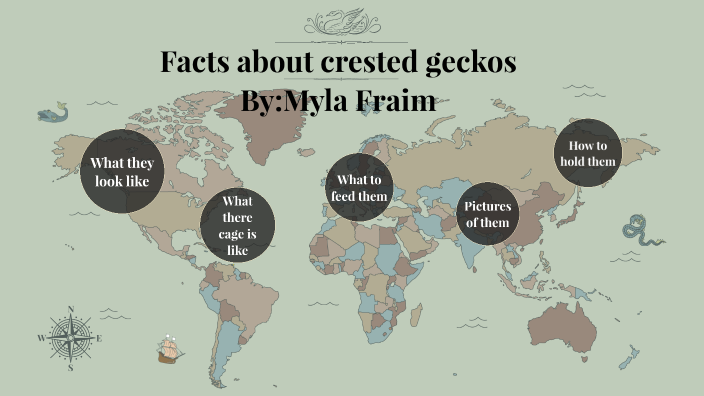 Facts about crested geckos by MYLA FRAIM on Prezi
