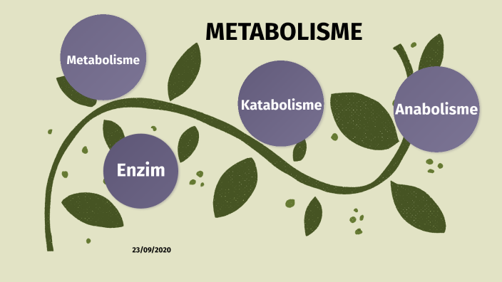 Metabolisme - Biologi XII by Annisa Deswita on Prezi