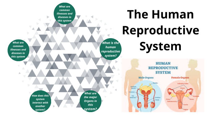 The Human Reproductive System by Gracie Singh-yuz on Prezi