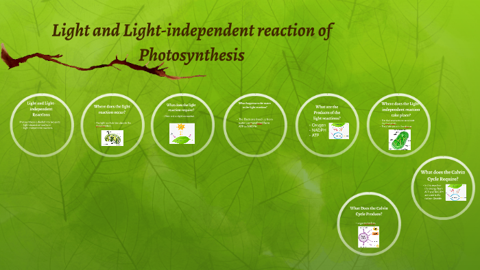 Factors That Affect Photosynthesis By Phillip Hernandez factors-that-affect-photosynthesis-by-phillip-hernandez