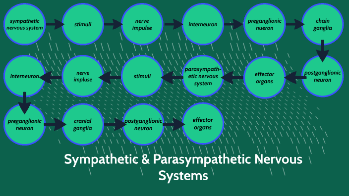 3.04 Sympathetic and Parasympathetic Nervous Systems by Aaraleigh ...