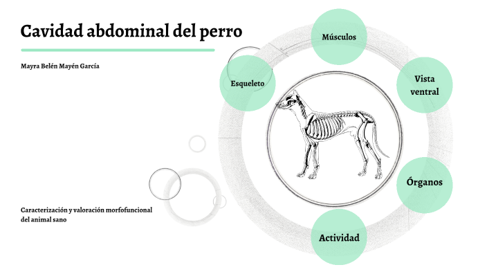 Cavidad abdominal del perro by Mayra Mayén García on Prezi