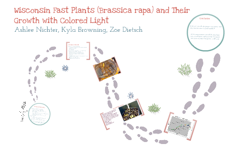 The Growth Effects of Colored Light on Brassica rapa by Ashlee Nichter ...