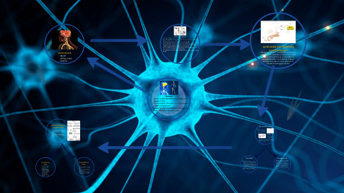 Nervous System by Taley Davis on Prezi