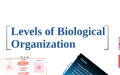 Levels of Biological Organization by Taylor Green on Prezi