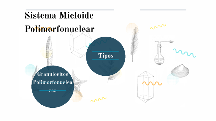 Sistema Mieloide Polimorfonuclear by Luna Jazmin Vazquez Lara on Prezi