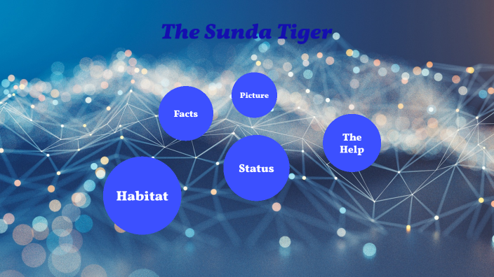 Sunda Tiger by Devyn Hightower on Prezi