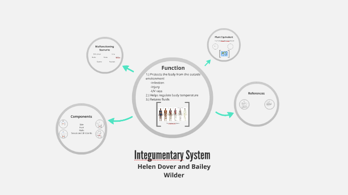 Integumentary System by Helen D. on Prezi