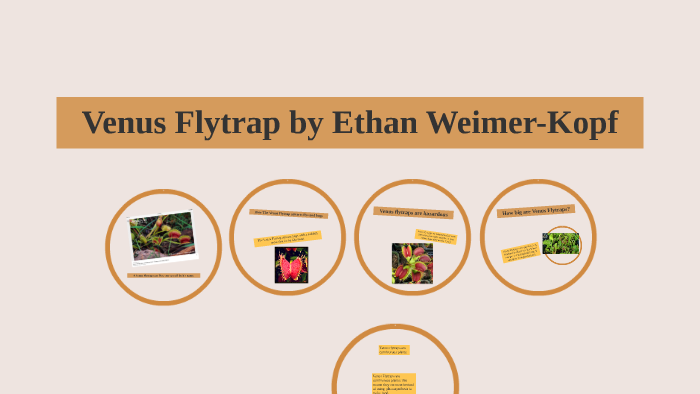Venus Flytrap by Ethan Weimer-kopf by Erin Nelson on Prezi