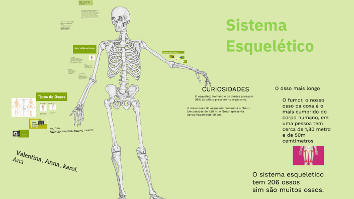 Sistema Esquelético by VALENTINA BORGES on Prezi