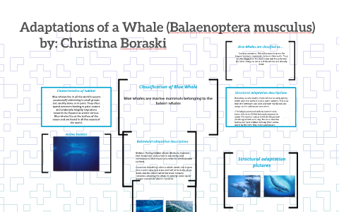 Adaptations of a Whale by Christina Boraski on Prezi
