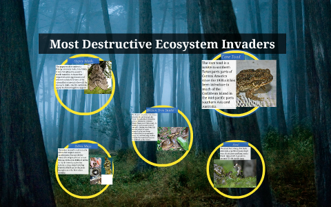 most destructive ecosystem invaders by luis covarrubias on Prezi