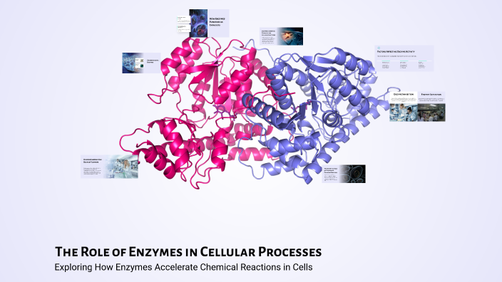 The Role of Enzymes in Cellular Processes by ZABDIEL PORTILLO on Prezi