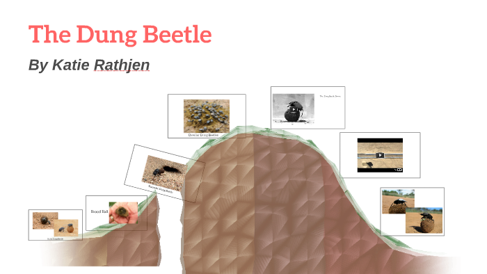The Dung Beetle by Katie Rathjen on Prezi