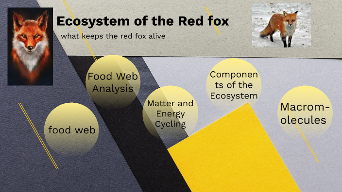 Ecosystem of the red fox by Zachary LaSage on Prezi