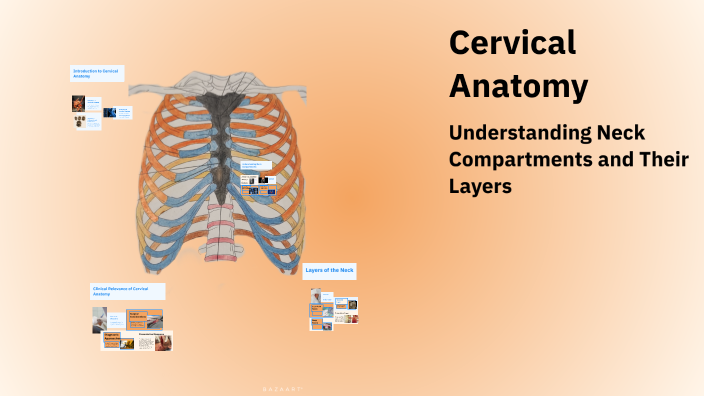Cervical Anatomy by Mohammad Fahim Mayar on Prezi