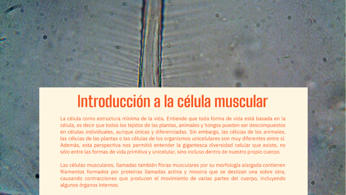 LA CÉLULA MUSCULAR by Camila Piedra on Prezi