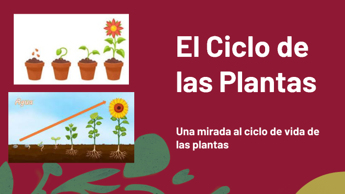 El Ciclo de las Plantas by Thiago Enriquez8 on Prezi