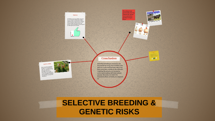 SELECTIVE BREEDING & GENETIC RISKS by Ella M on Prezi