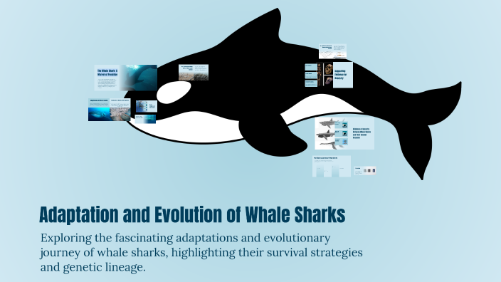 Adaptation and Evolution of Whale Sharks by lilianna steele on Prezi