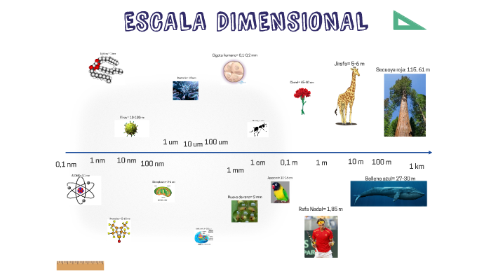 ESCALA DIMENSIONAL by Carmen Lamata Moreno on Prezi