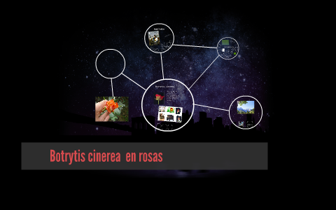 Botrytis cinerea en rosas by Julian Toro on Prezi