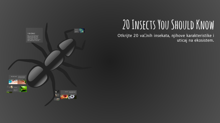 20 Insects You Should Know by Lazar Bulatovic on Prezi