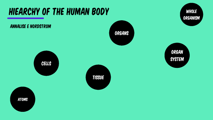 hierarchy of the human body by annalise nordstrom on Prezi