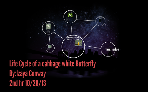 Life Cycle of a cabbage white Butterfly by izaya conway on Prezi