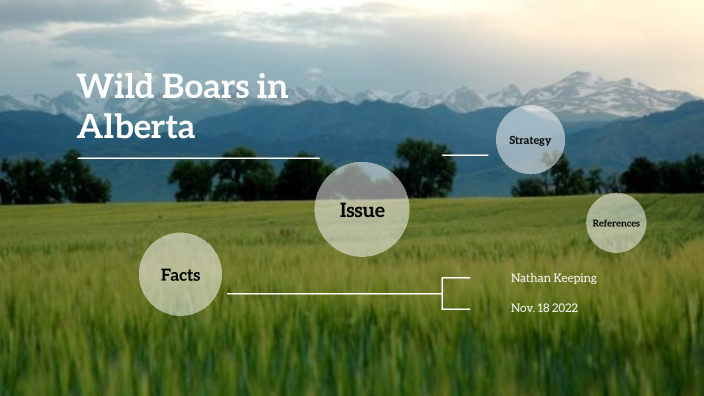 Wild Boars in Alberta by Nathan Keeping on Prezi