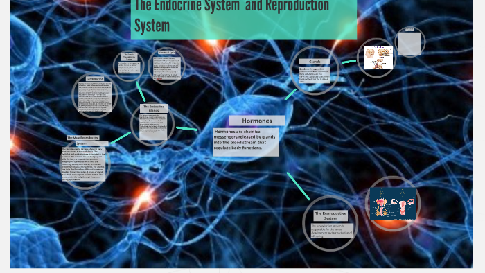 The Endocrine System and Reproduction System by christian hernandez on ...