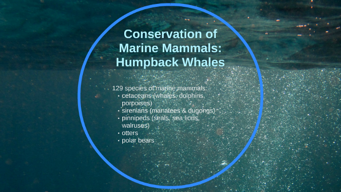 Conservation of Marine Mammals: Humpback Whales by megan nyland