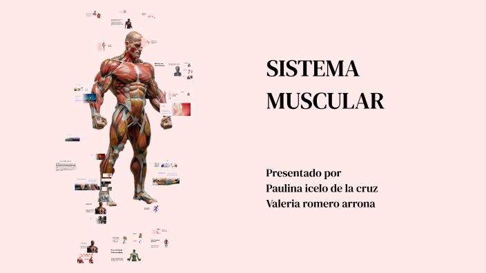 El Sistema Muscular: Funciones, Tipos y Beneficios by Paulina Icelo de ...