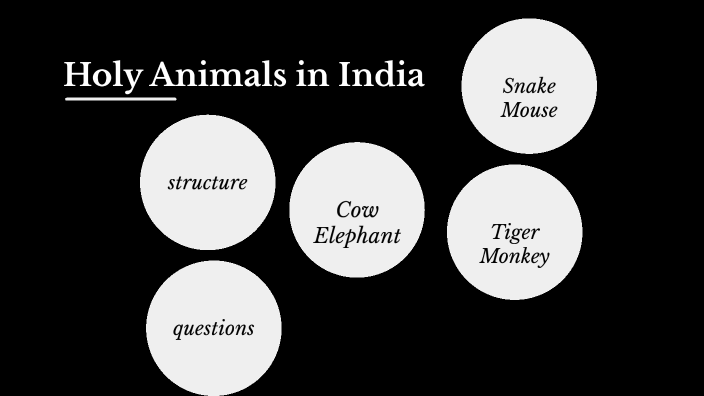 Holy animals in india by Ceyda boss on Prezi