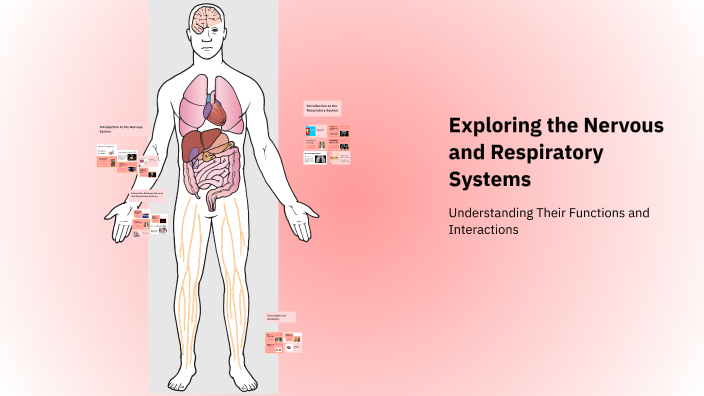 Exploring the Nervous and Respiratory Systems by Samsky Dornelus on Prezi