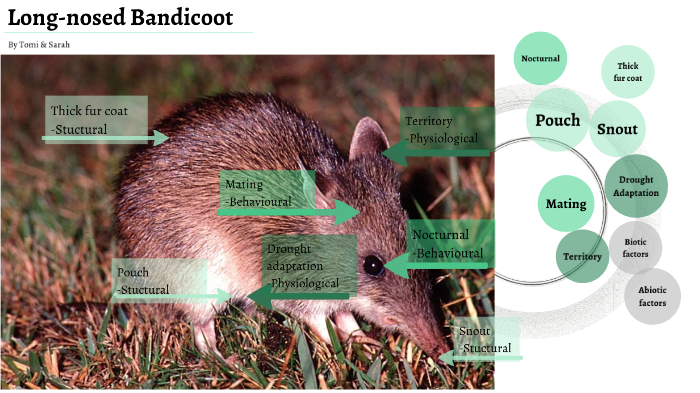 Long-nosed bandicoot by wolf girl on Prezi