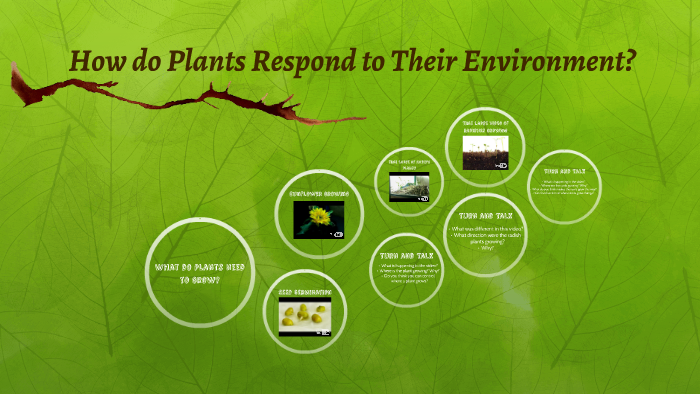 How do Plants Respond to Their Environment? by Nicole Jacquot on Prezi
