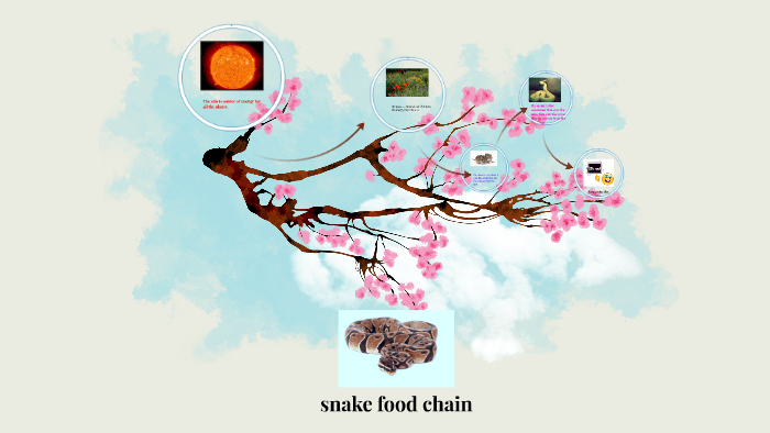 snake food chain by haley burns on Prezi