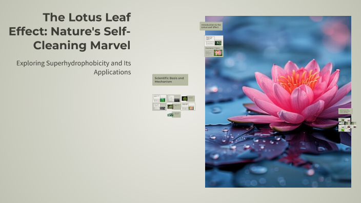The Lotus Leaf Effect: Nature's Self-Cleaning Marvel by HARSHA DEVANGA ...
