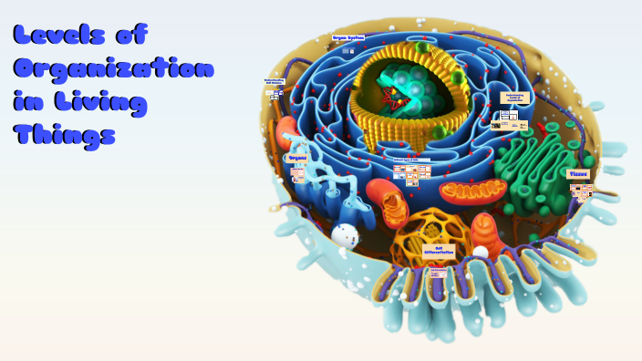 Levels of Organization in Living Things by Samantha Perez-Oblea ...