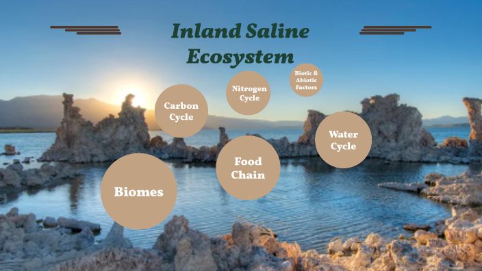 Inland Saline Ecosystem Project by Sidnei Fort-28 on Prezi
