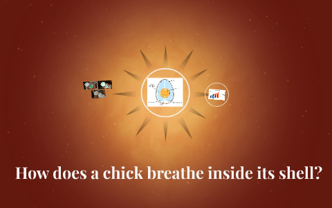 How does a chick breathe inside its shell? by Rola S on Prezi