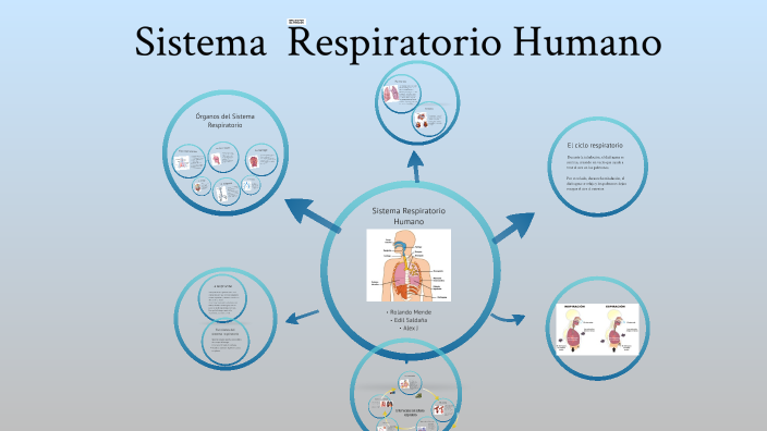 Sistema Respiratorio Humano by Ana Puello on Prezi