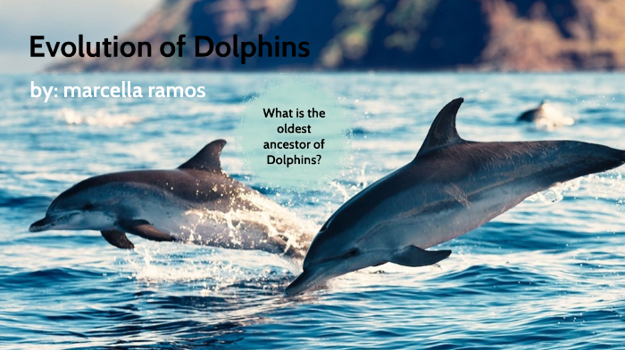 Evolution of Dolphins by marcella Ramos on Prezi