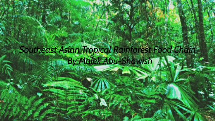 Southeast Asian Rainforest by Malek Abu-Shawish on Prezi