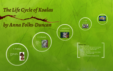 Koalas' Life Cycle by Possum FD