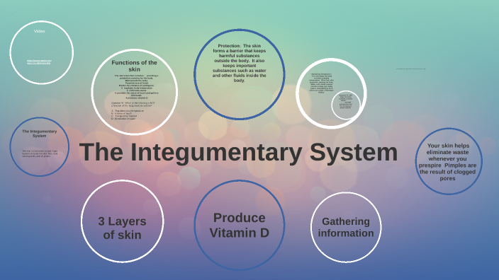 Integumentary System by Karen Davis on Prezi